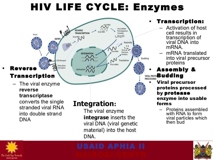 01.02 biology of hiv