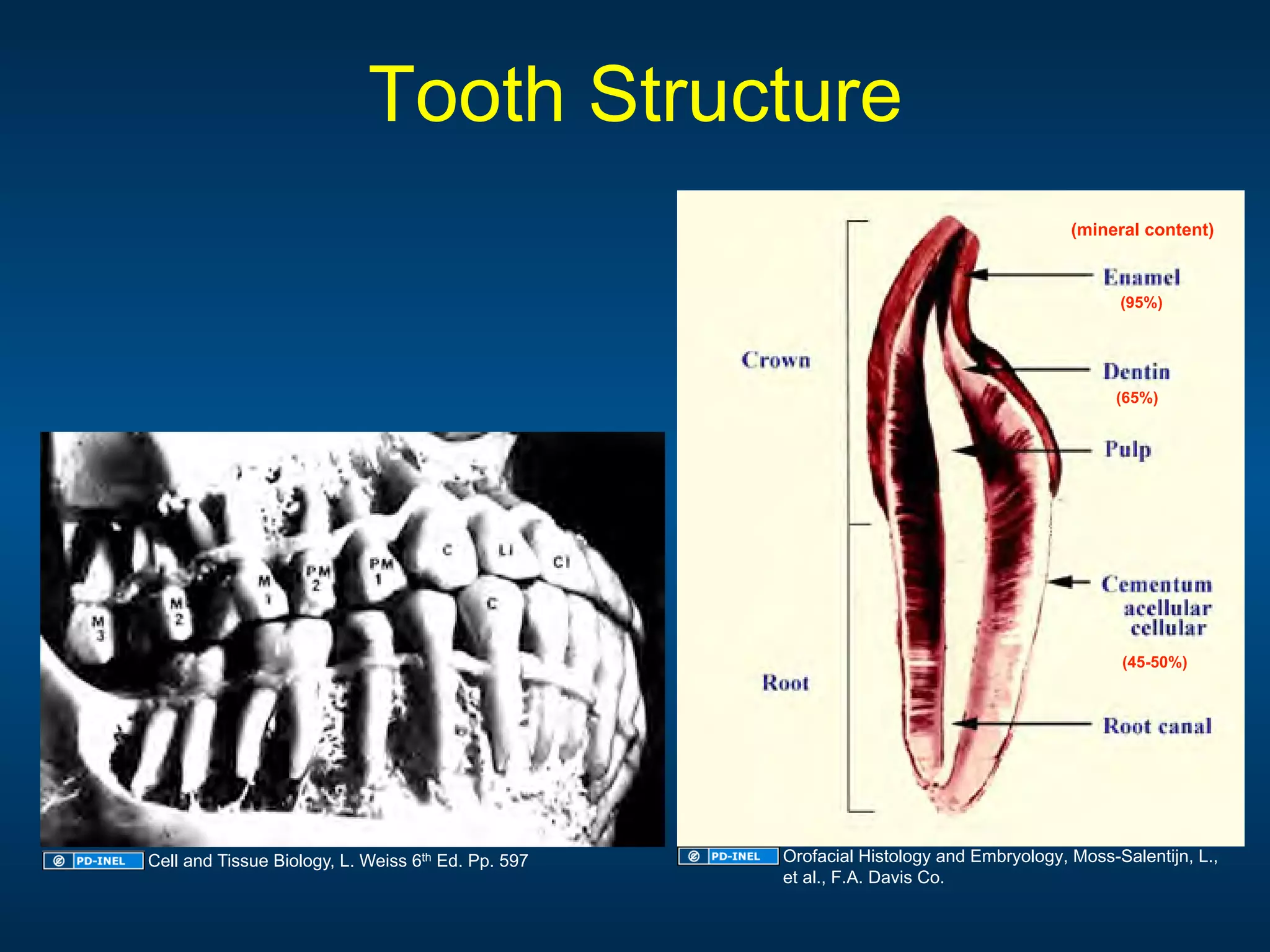01.05.09: Histology - Oral Cavity and Salivary Glands | PDF