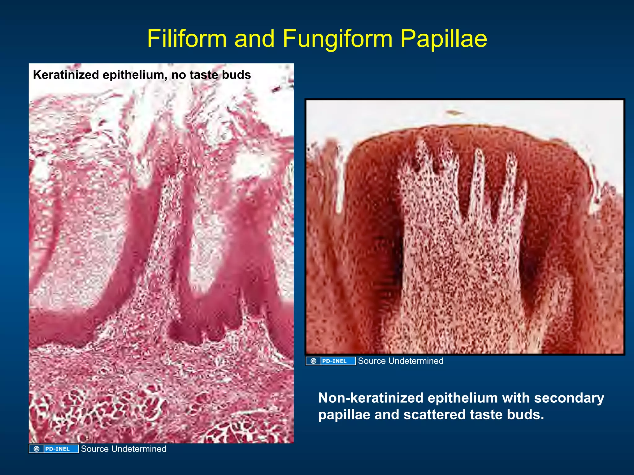 01.05.09: Histology - Oral Cavity and Salivary Glands | PDF