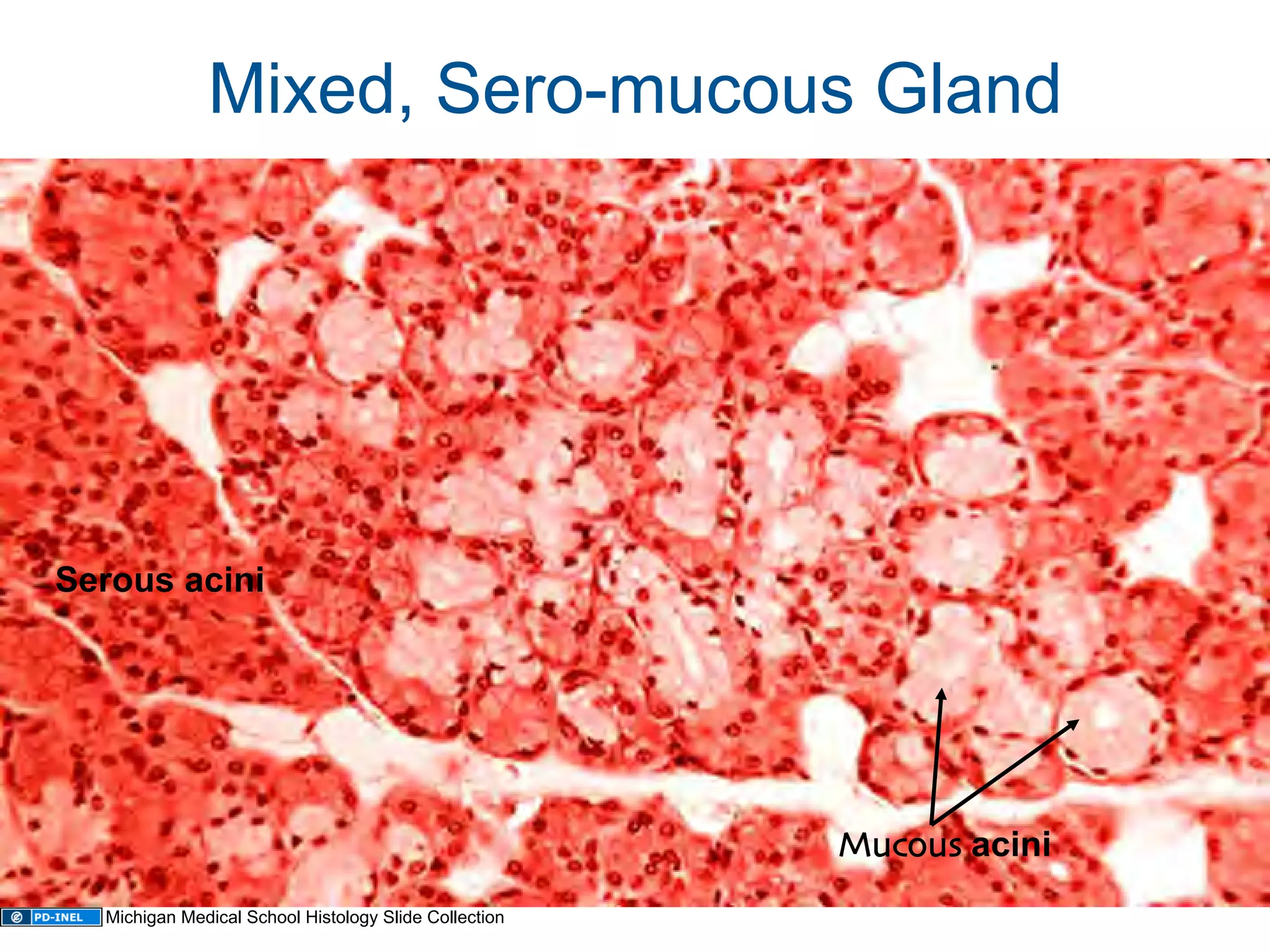 01.05.09: Histology - Oral Cavity and Salivary Glands | PDF