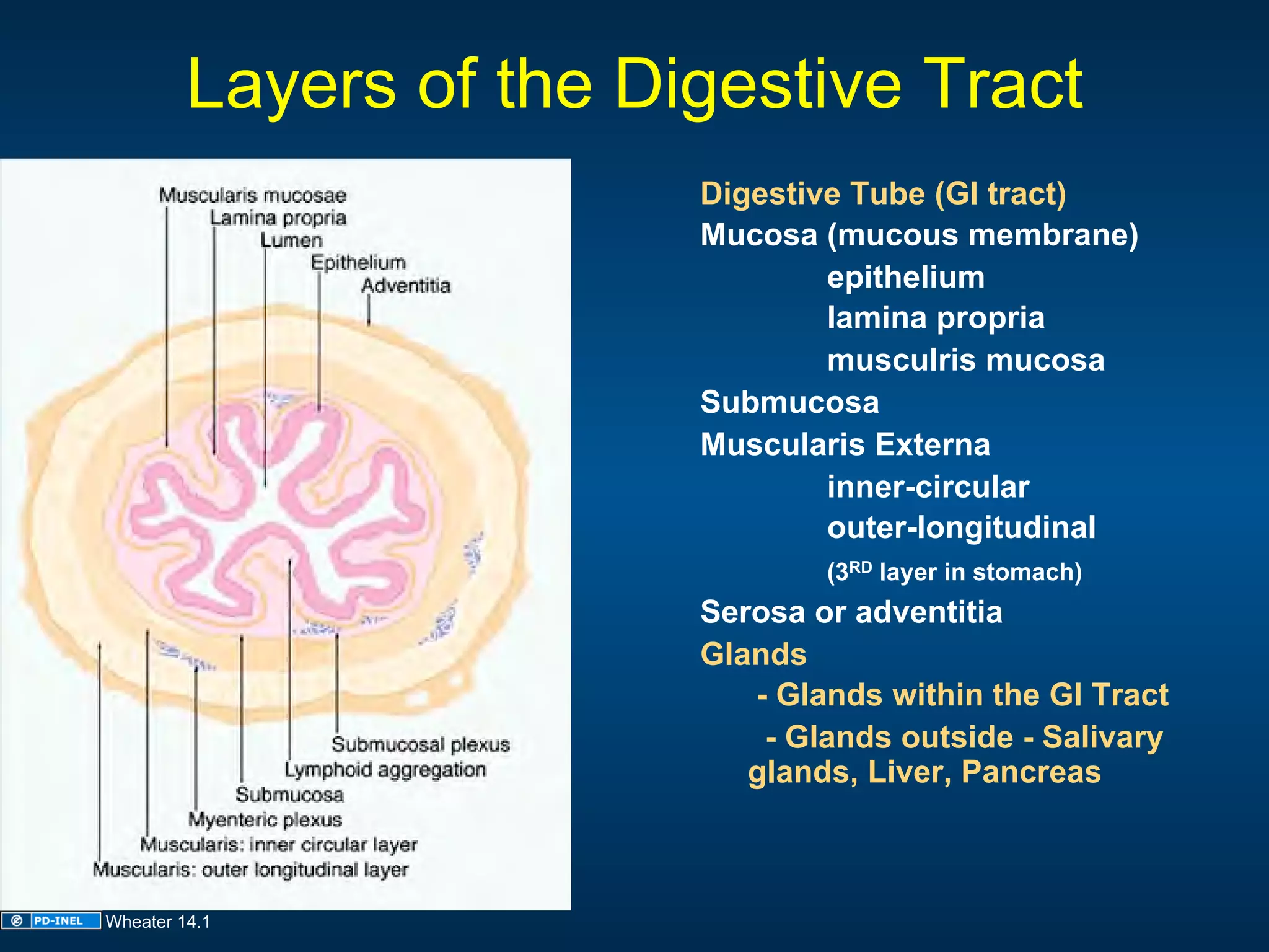 01.05.09: Histology - Oral Cavity and Salivary Glands | PDF