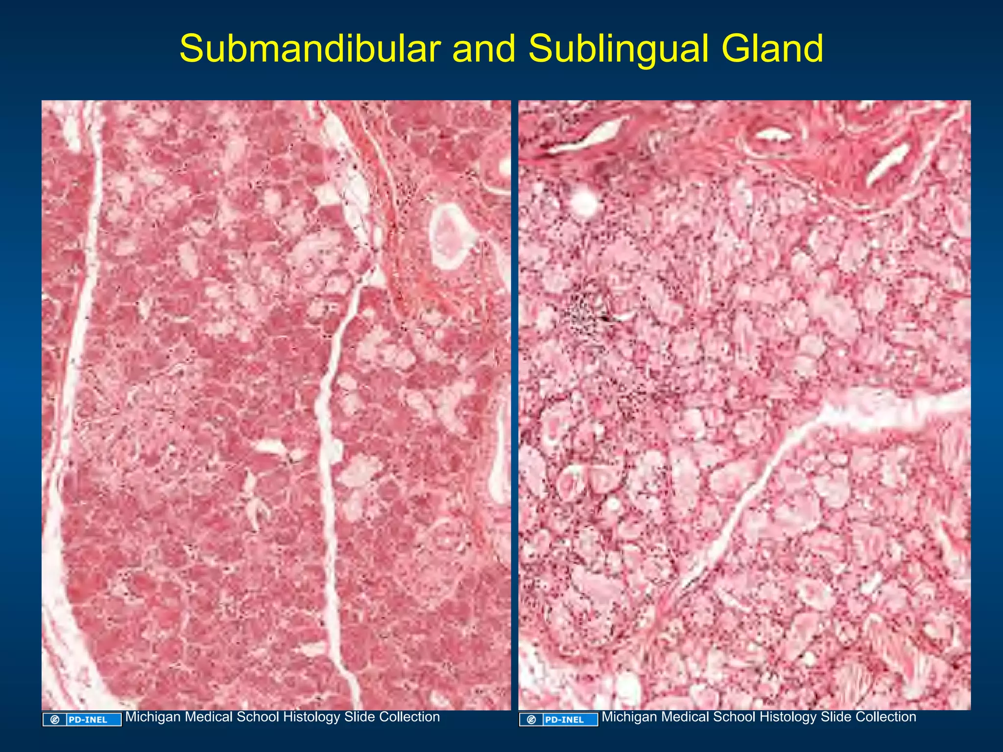 01.05.09: Histology - Oral Cavity and Salivary Glands | PDF