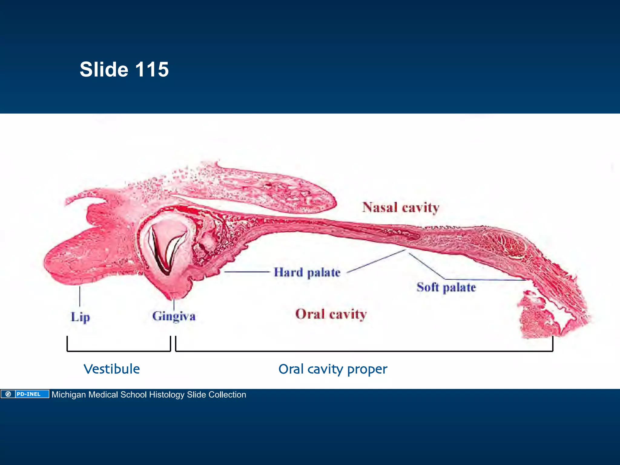 01.05.09: Histology - Oral Cavity and Salivary Glands | PDF