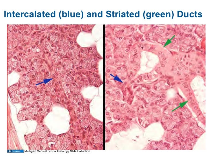 01.05.09: Histology - Oral Cavity and Salivary Glands