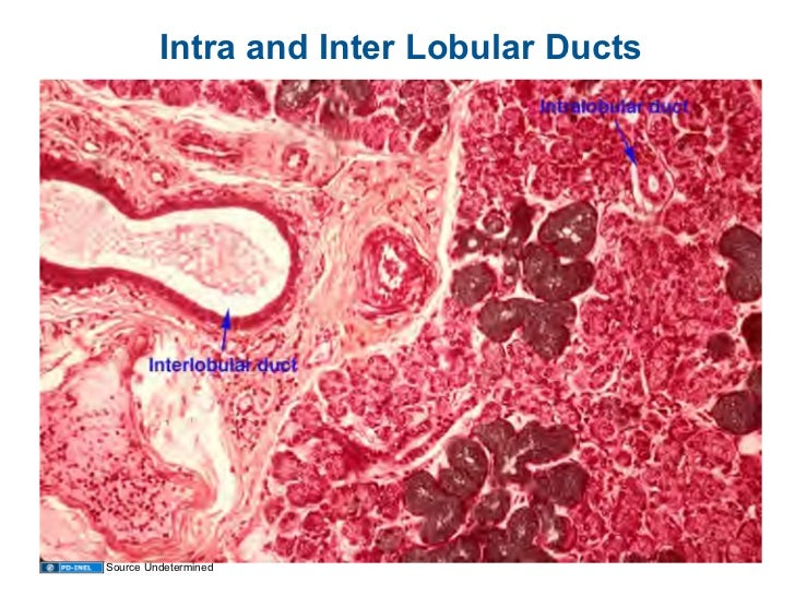 01.05.09: Histology - Oral Cavity and Salivary Glands