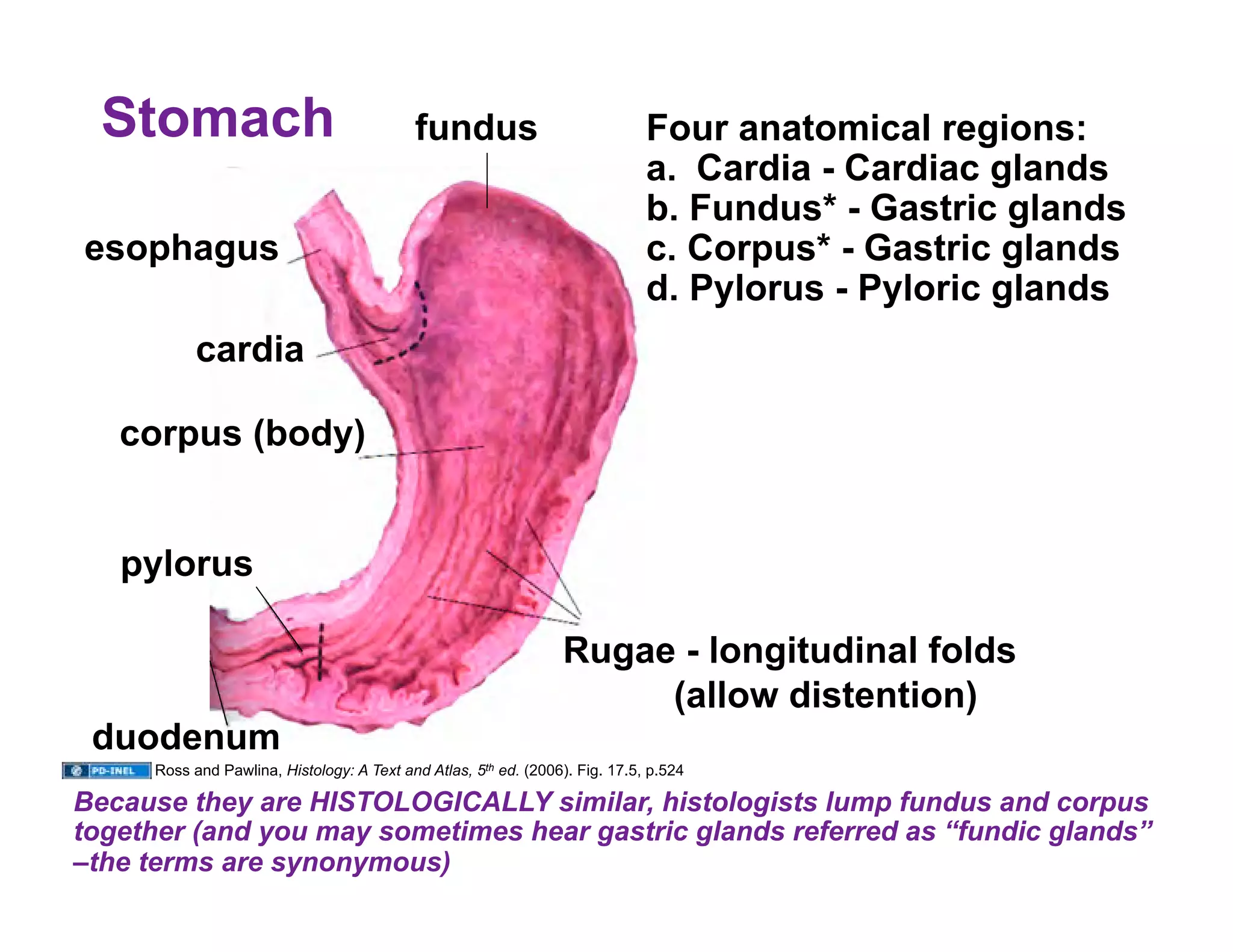 01.07.09(b): Tubular GI Tract - Stomach | PDF