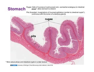 01.07.09(b): Tubular GI Tract - Stomach | PPT