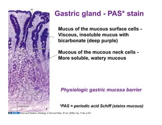 01.07.09(b): Tubular GI Tract - Stomach | PDF