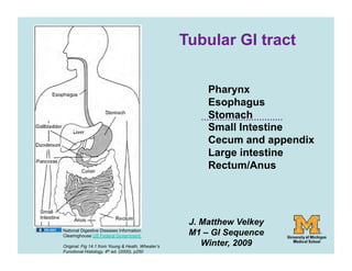 01.07.09(b): Tubular GI Tract - Stomach | PDF