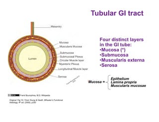 01.07.09(b): Tubular GI Tract - Stomach | PDF