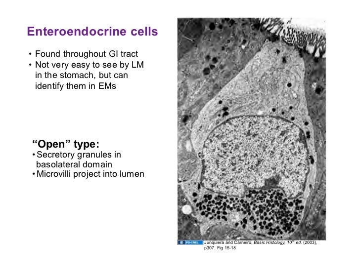 Enteroendocrine Cells Function In Stomach