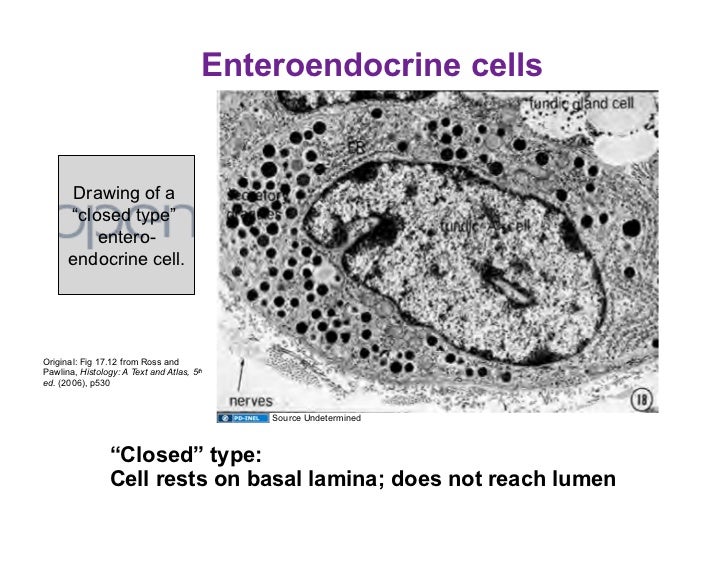 Enteroendocrine Cells Function In Stomach