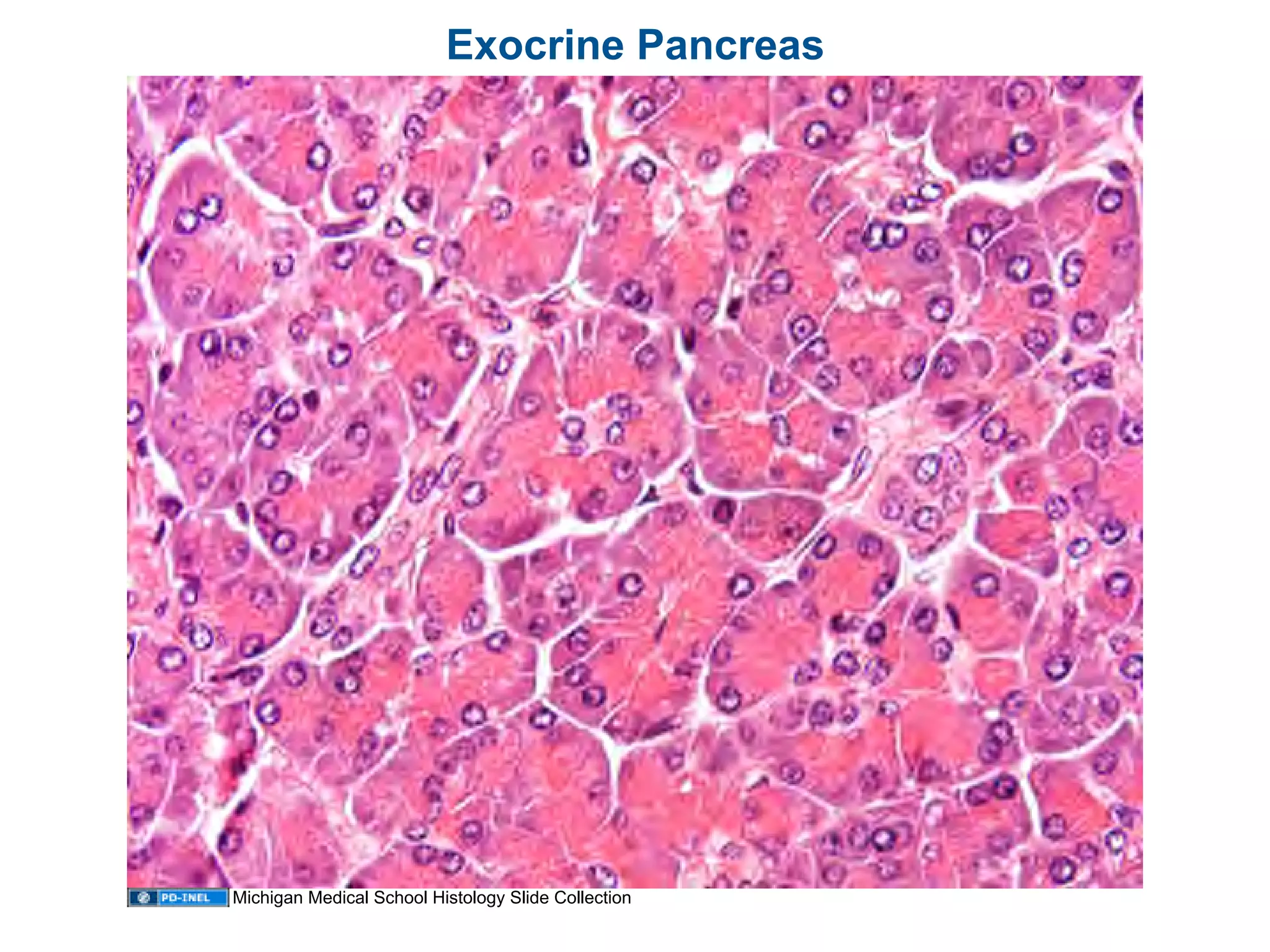 01.12.09(b): Histology - Liver, Pancreas, and Gallbladder | PDF