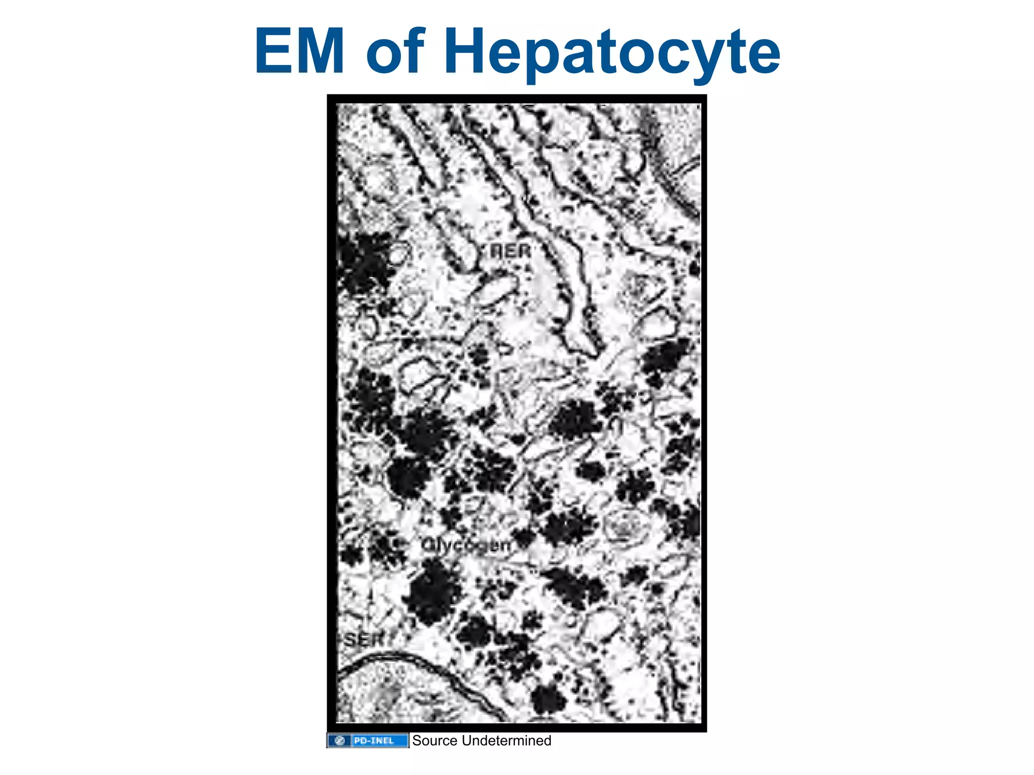 01.12.09(b): Histology - Liver, Pancreas, and Gallbladder | PDF