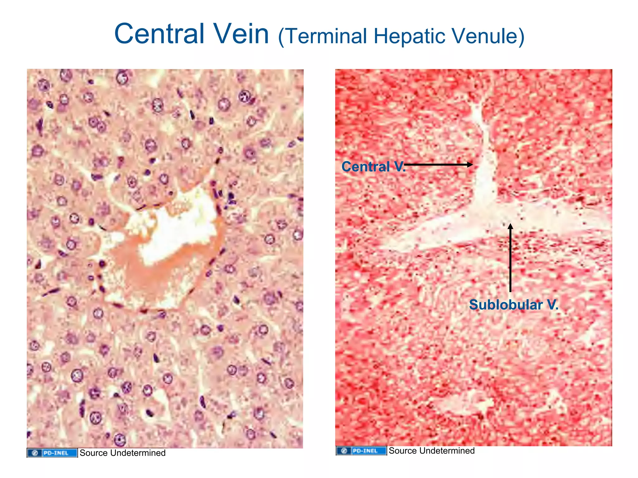 01.12.09(b): Histology - Liver, Pancreas, and Gallbladder | PDF
