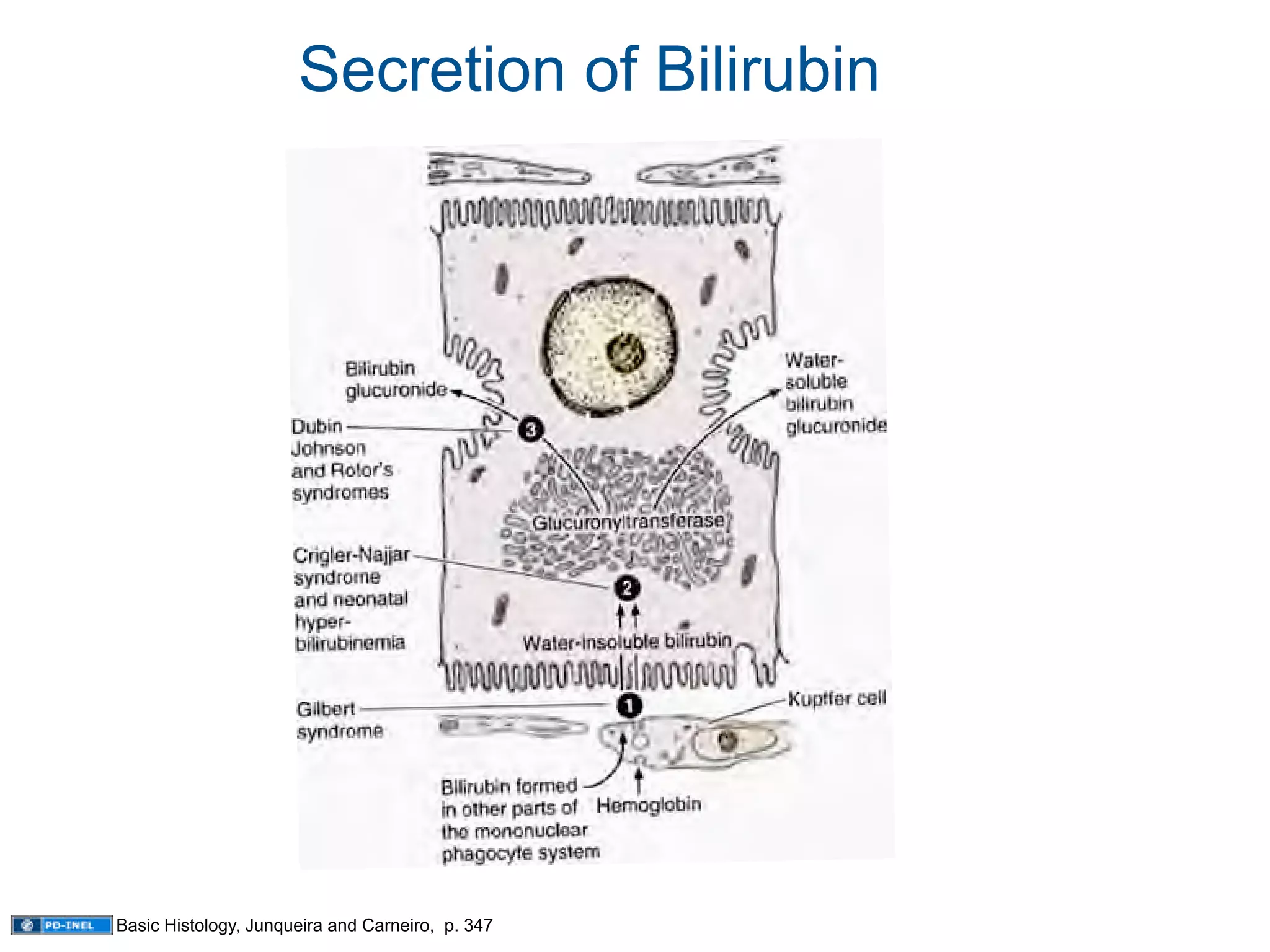 01.12.09(b): Histology - Liver, Pancreas, and Gallbladder | PDF