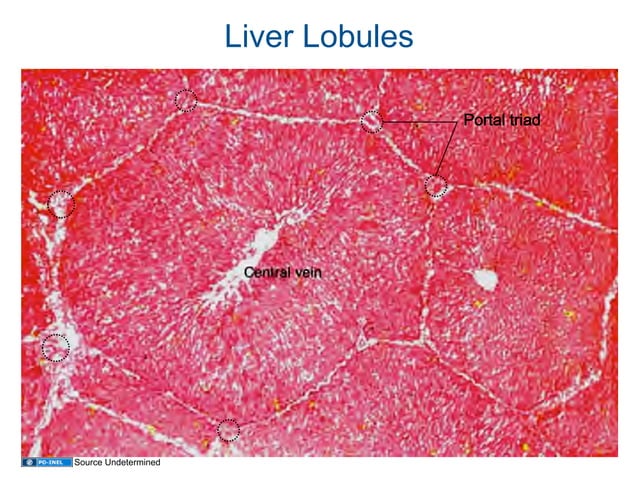 01.12.09(b): Histology - Liver, Pancreas, and Gallbladder | PDF ...