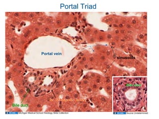 Pancreatic Duct Slide