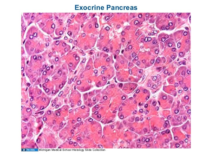 Histology Digestion Lab Pancreatic Islets Pancreatic