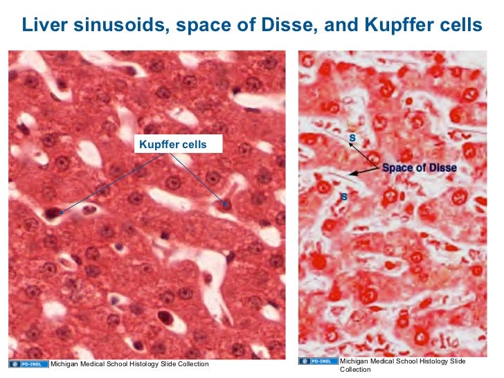 Liver Gallbladder And Pancreas Histology