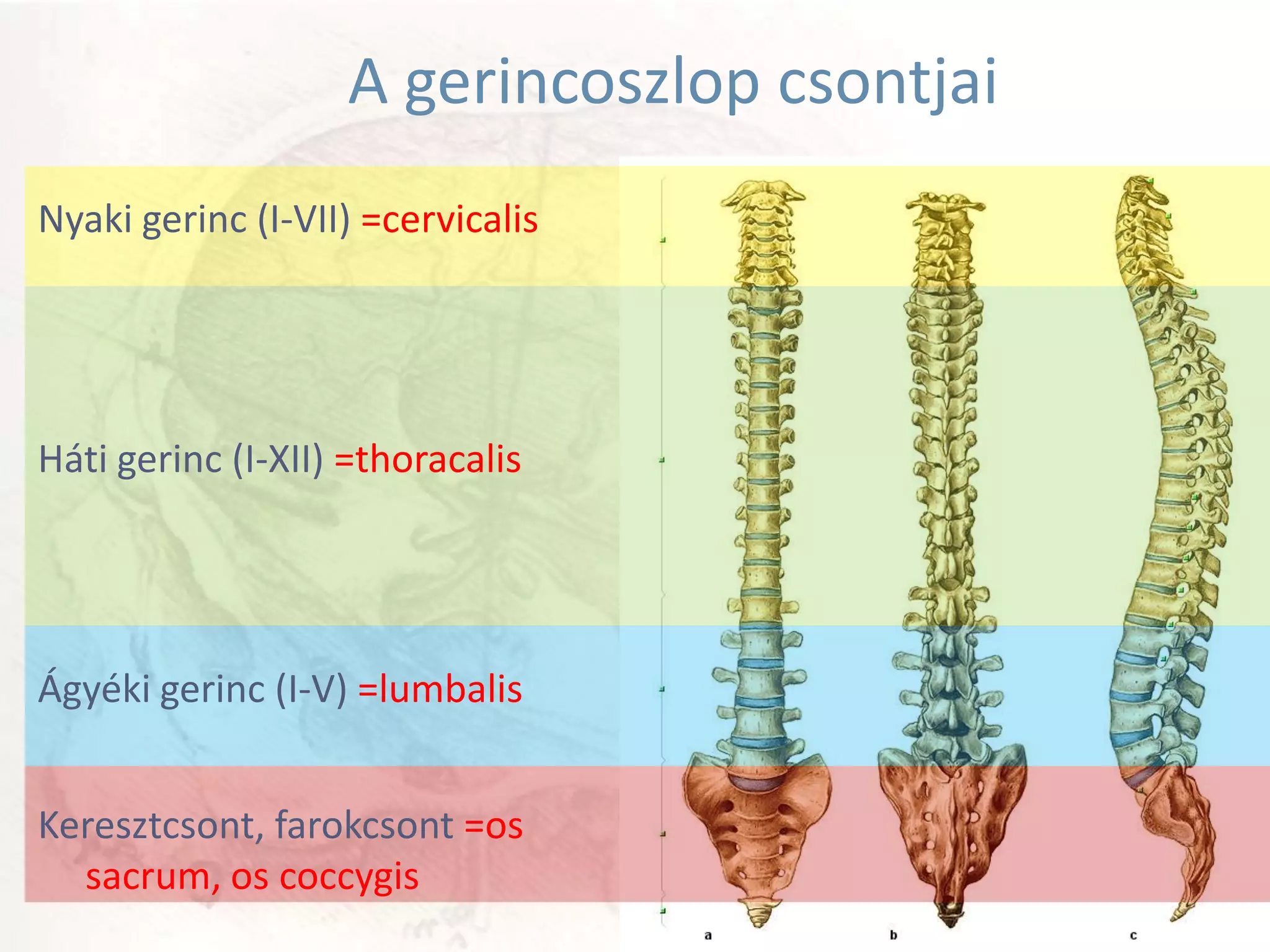 01 - Funkcionális Anatómia (OLKD, I. évf.): Bevezetés | PPTX