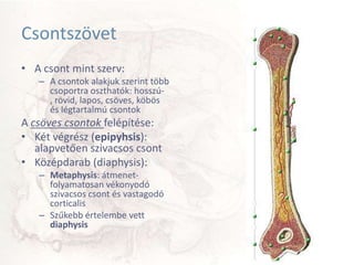 01 - Funkcionális Anatómia (OLKD, I. évf.): Bevezetés | PPTX