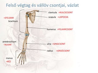 01 - Funkcionális Anatómia (OLKD, I. évf.): Bevezetés | PPTX