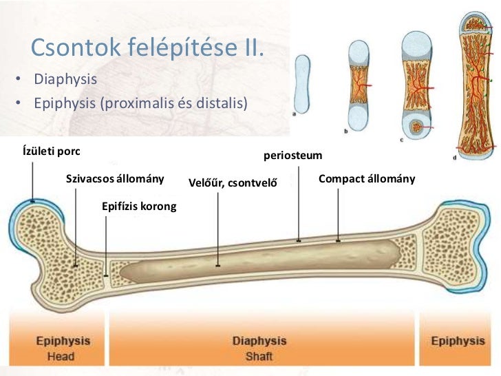 01 - Funkcionális Anatómia (OLKD, I. évf.): Bevezetés
