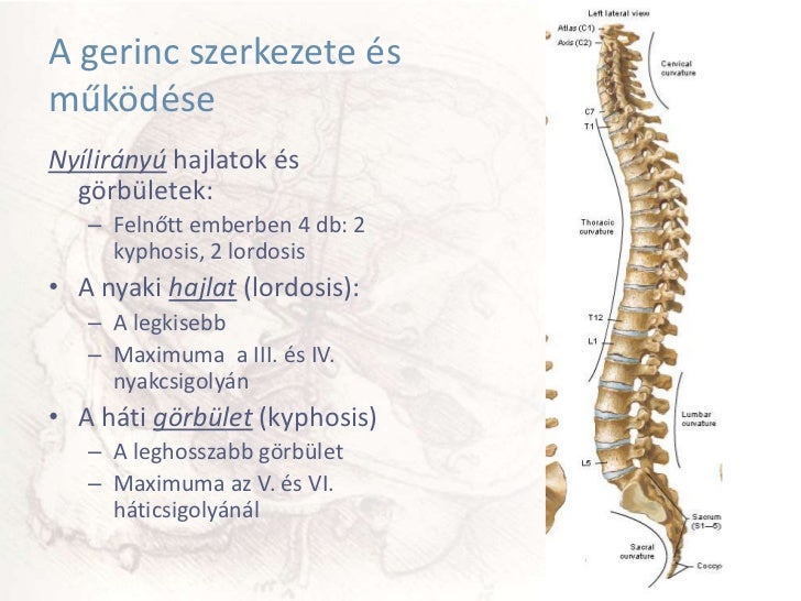 01 - Funkcionális Anatómia (OLKD, I. évf.): Bevezetés