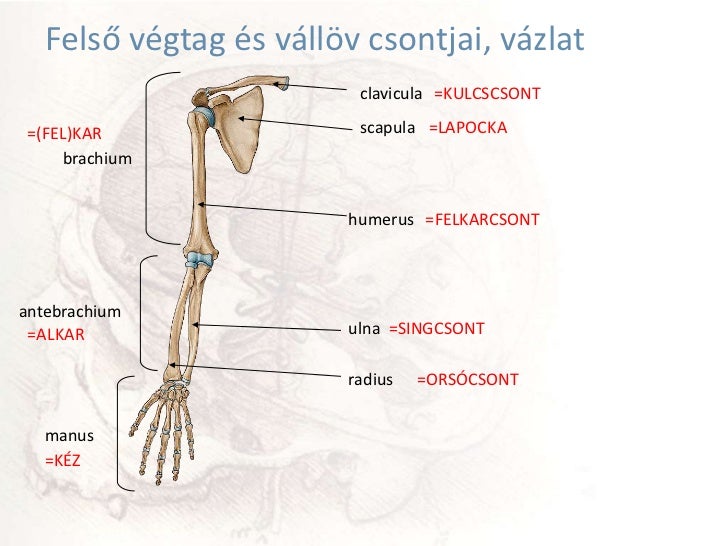 01 - Funkcionális Anatómia (OLKD, I. évf.): Bevezetés