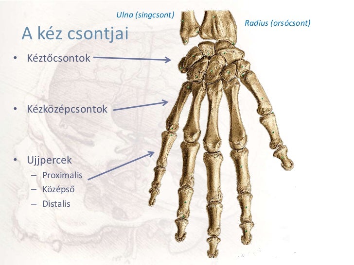 01 - Funkcionális Anatómia (OLKD, I. évf.): Bevezetés