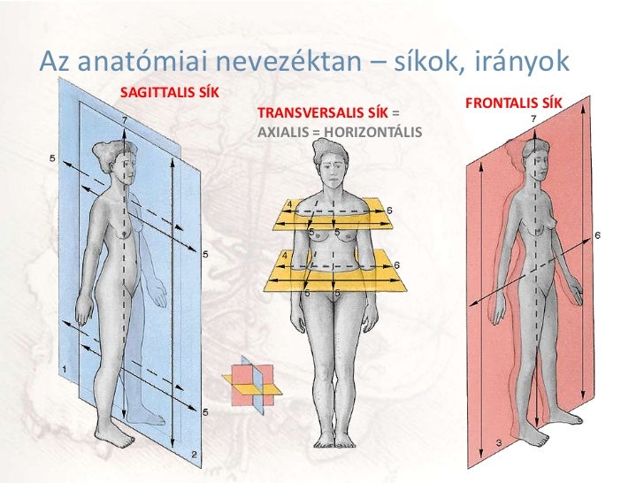 01 - Funkcionális Anatómia (OLKD, I. évf.): Bevezetés