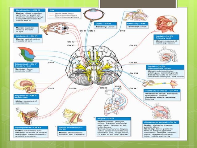 cranial nerves