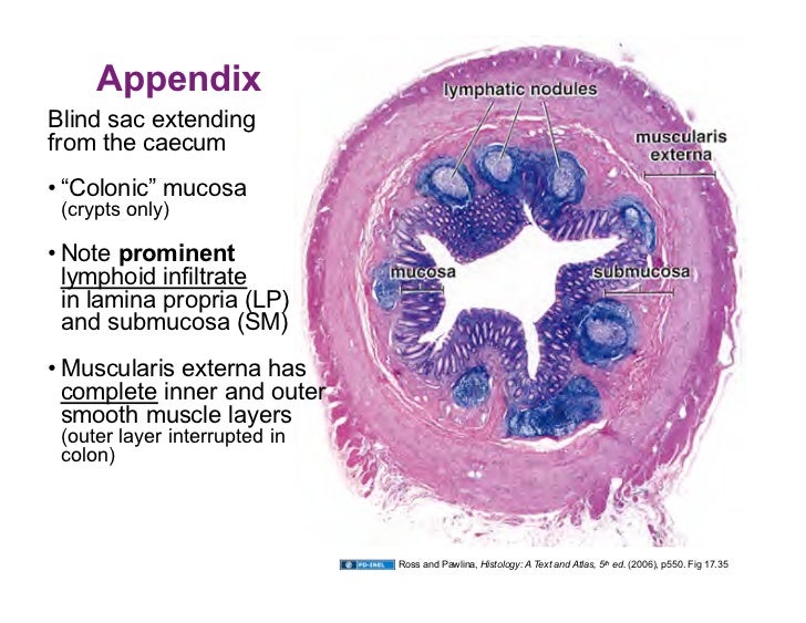 01.14.09: Tubular GI Tract - Small Intestine