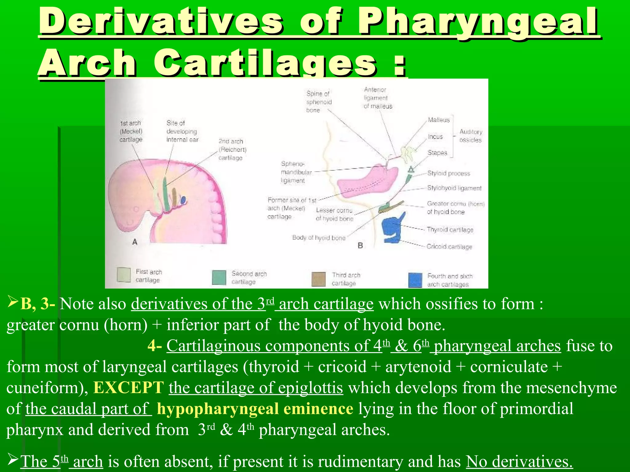 01. pharyngeal arches (3 lectures, march 18) | PPT