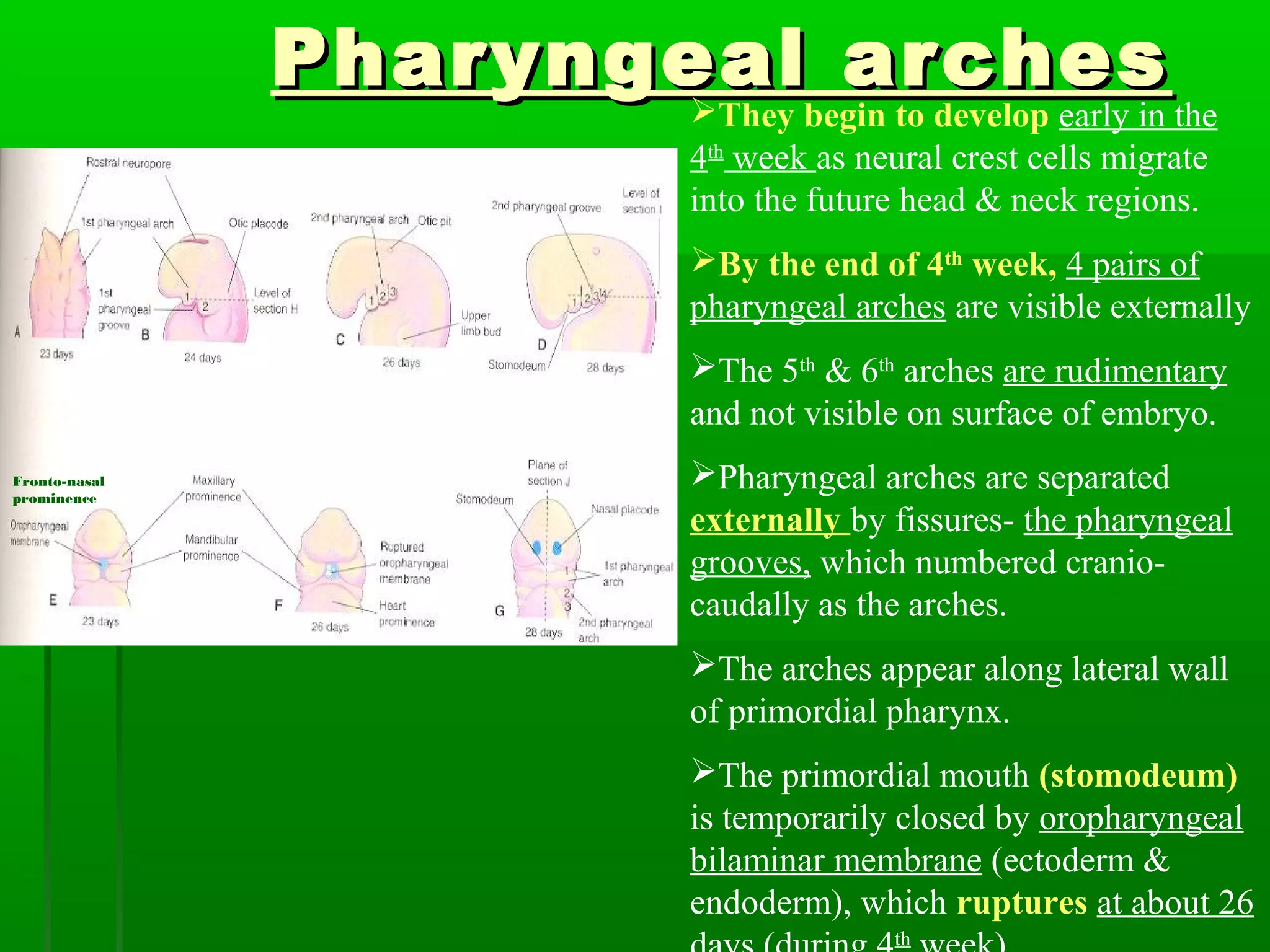 01. pharyngeal arches (3 lectures, march 18) | PPT
