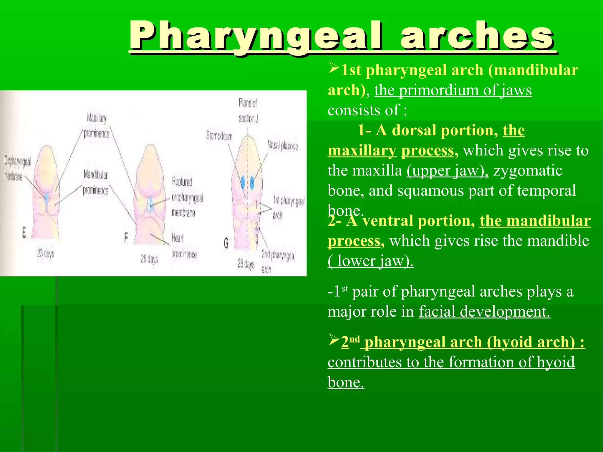 01. pharyngeal arches (3 lectures, march 18) | PPT