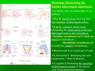 01. pharyngeal arches (3 lectures, march 18) | PPT