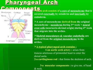 01. pharyngeal arches (3 lectures, march 18) | PPT