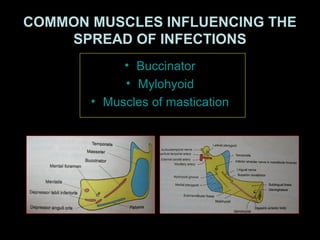 introduction to space infections (ram) | PPT