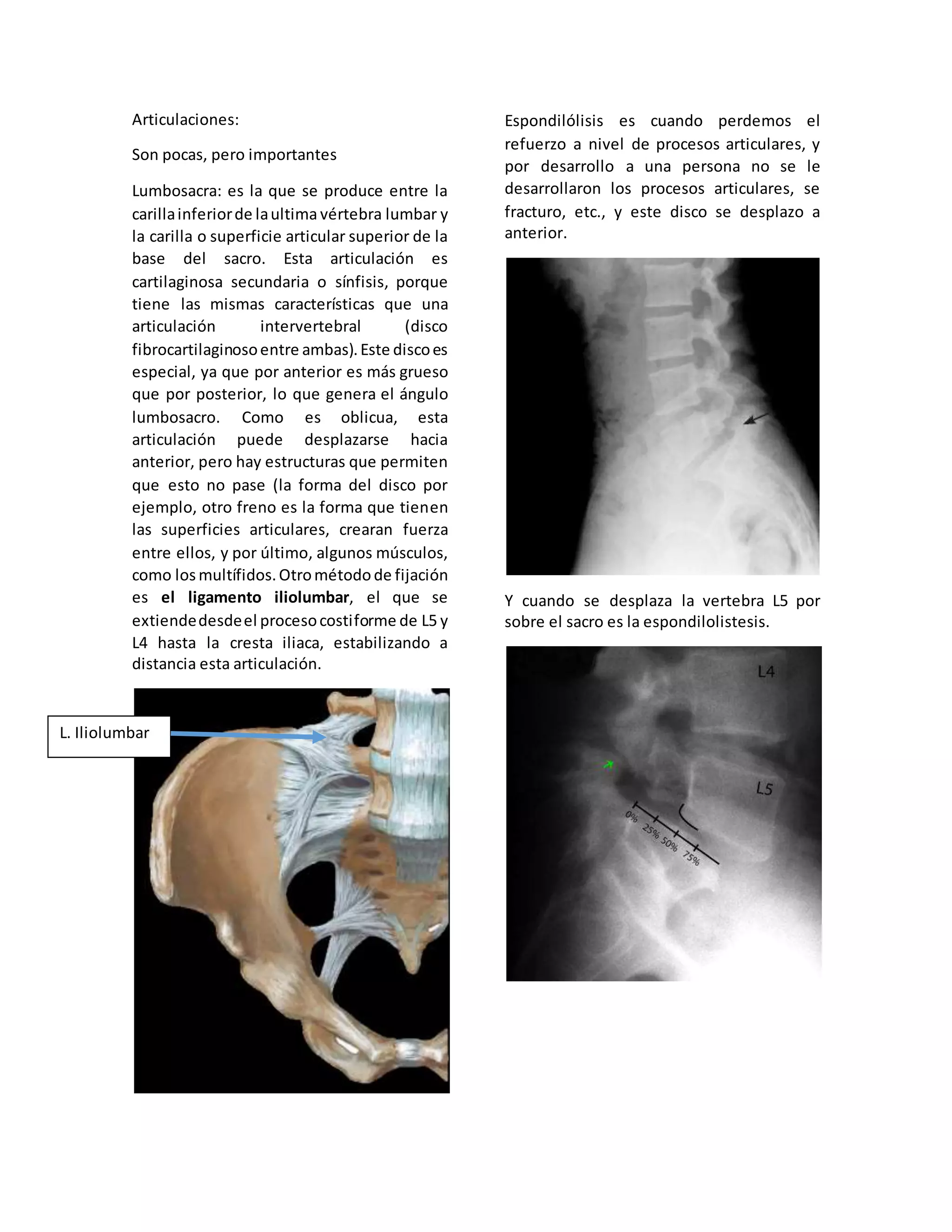 01 . pelvis ósea | DOCX