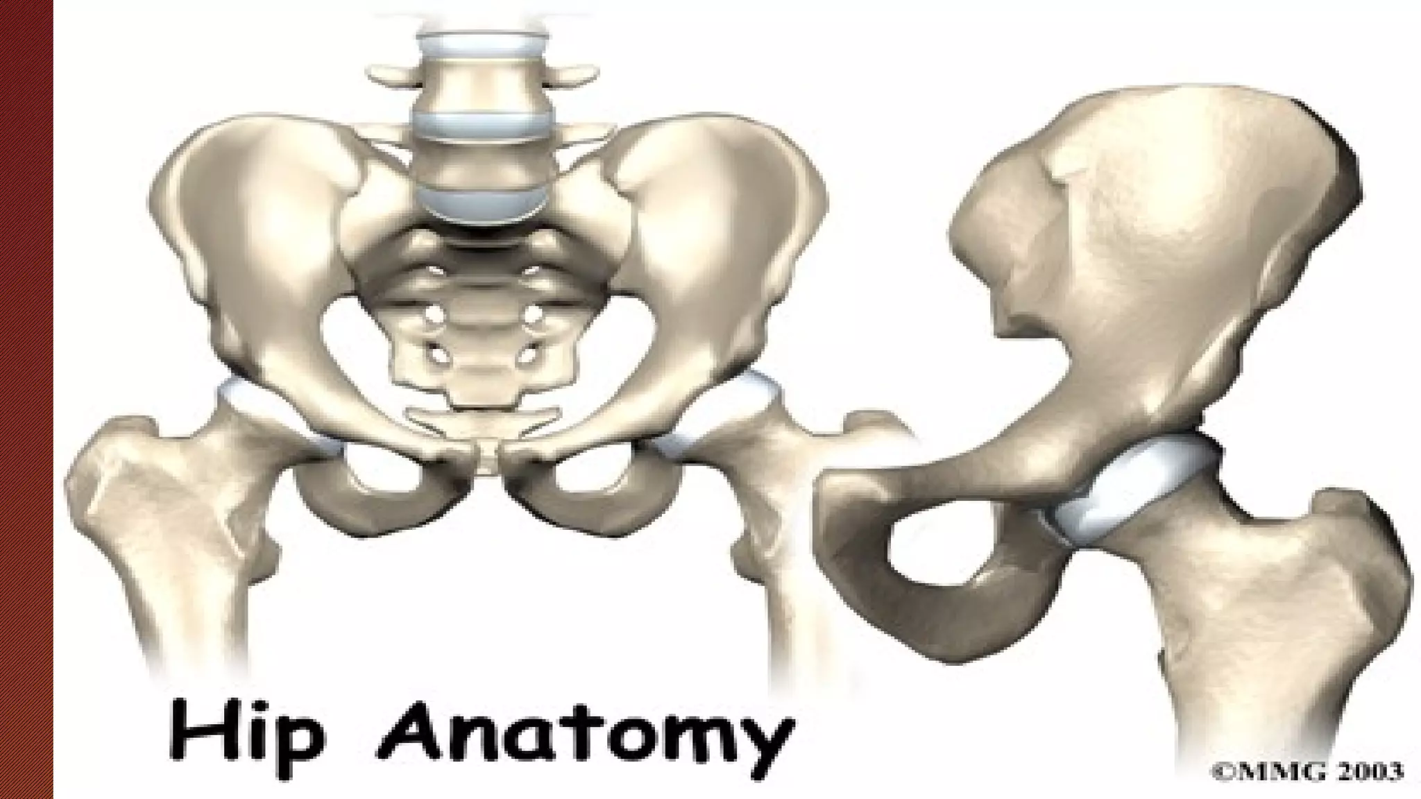 01. hip anatomy | PPT