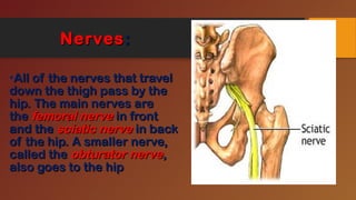 01. hip anatomy | PPT