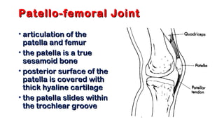 01. knee anatomy | PPT