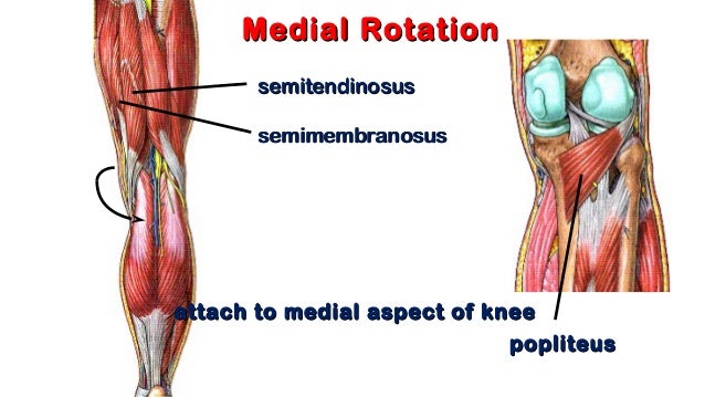 01. knee anatomy