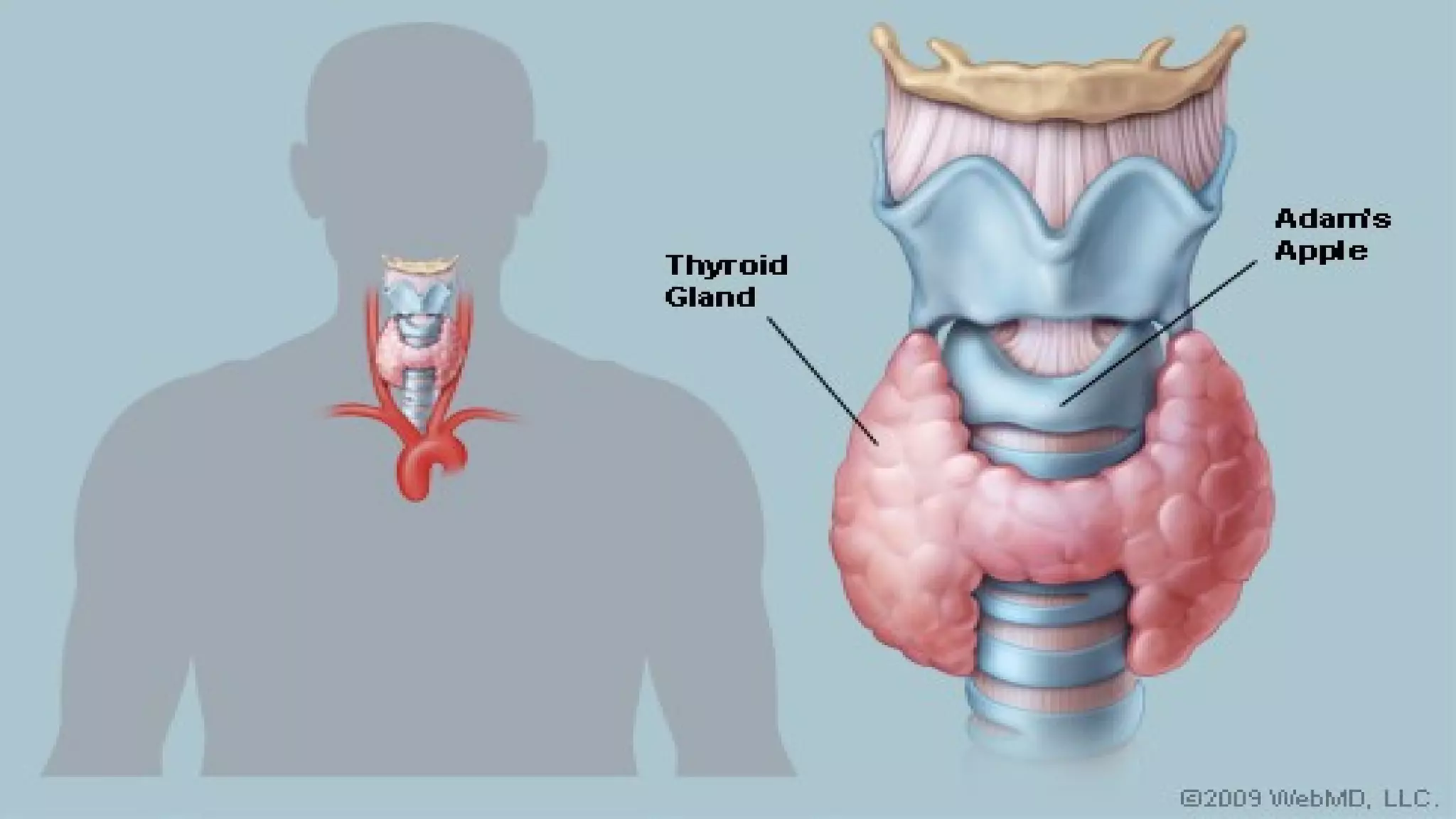 01. thyroid anatomy | PPT