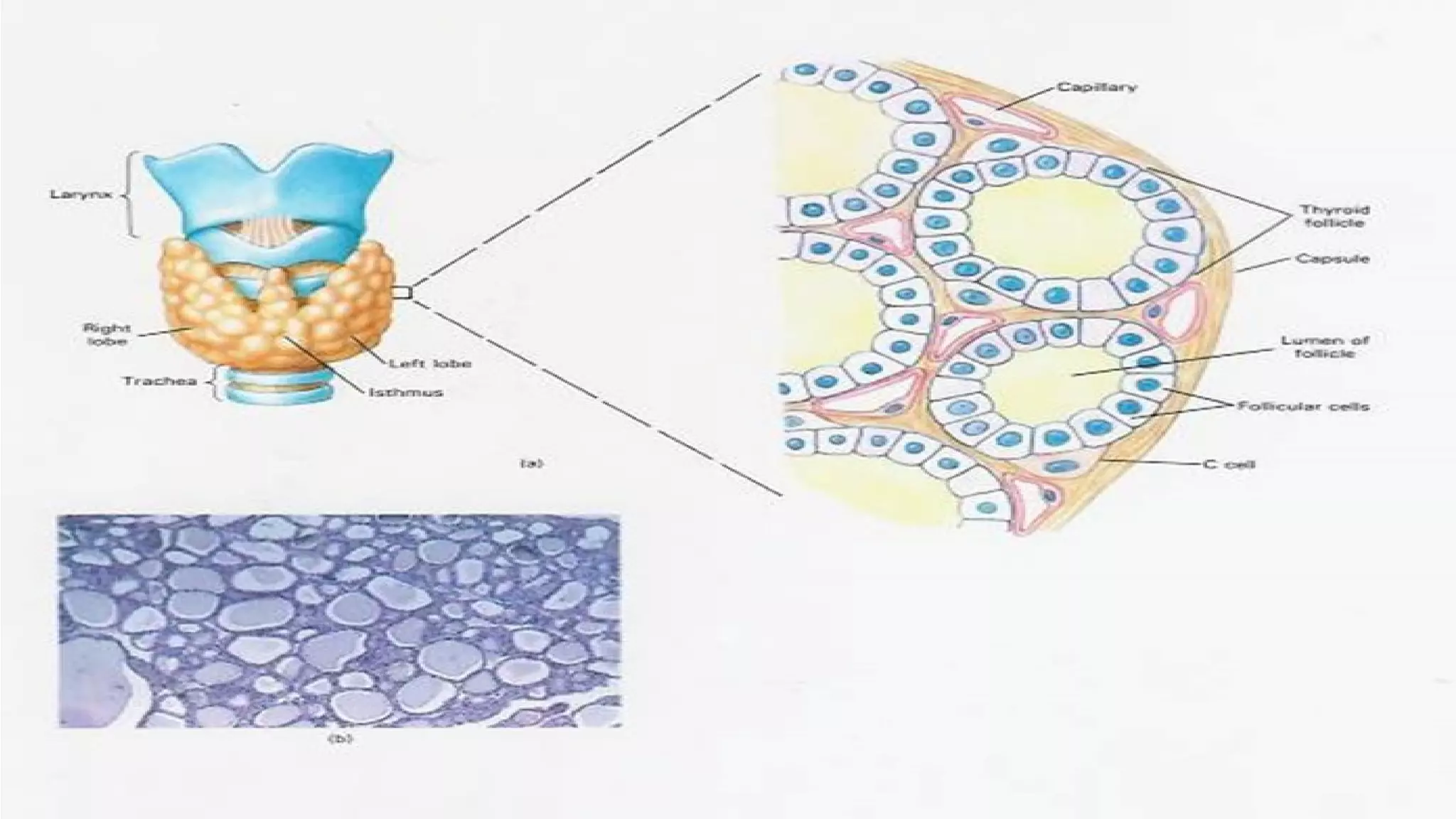 01. thyroid anatomy | PPT