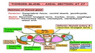 01. thyroid anatomy | PPT