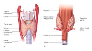 01. thyroid anatomy | PPT