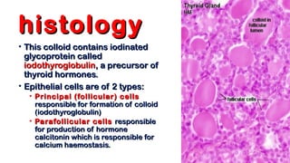 01. thyroid anatomy | PPT